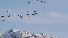 Trekkfugler og standfugler - KFUK-KFUM-speiderne