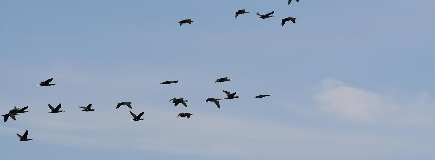 Trekkfugler og standfugler - KFUK-KFUM-speiderne