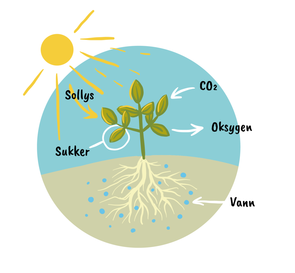 Fotosyntesen - KFUK-KFUM-speiderne