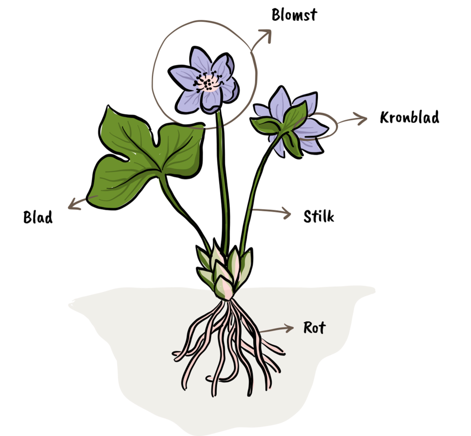 Blomstenes deler - KFUK-KFUM-speiderne