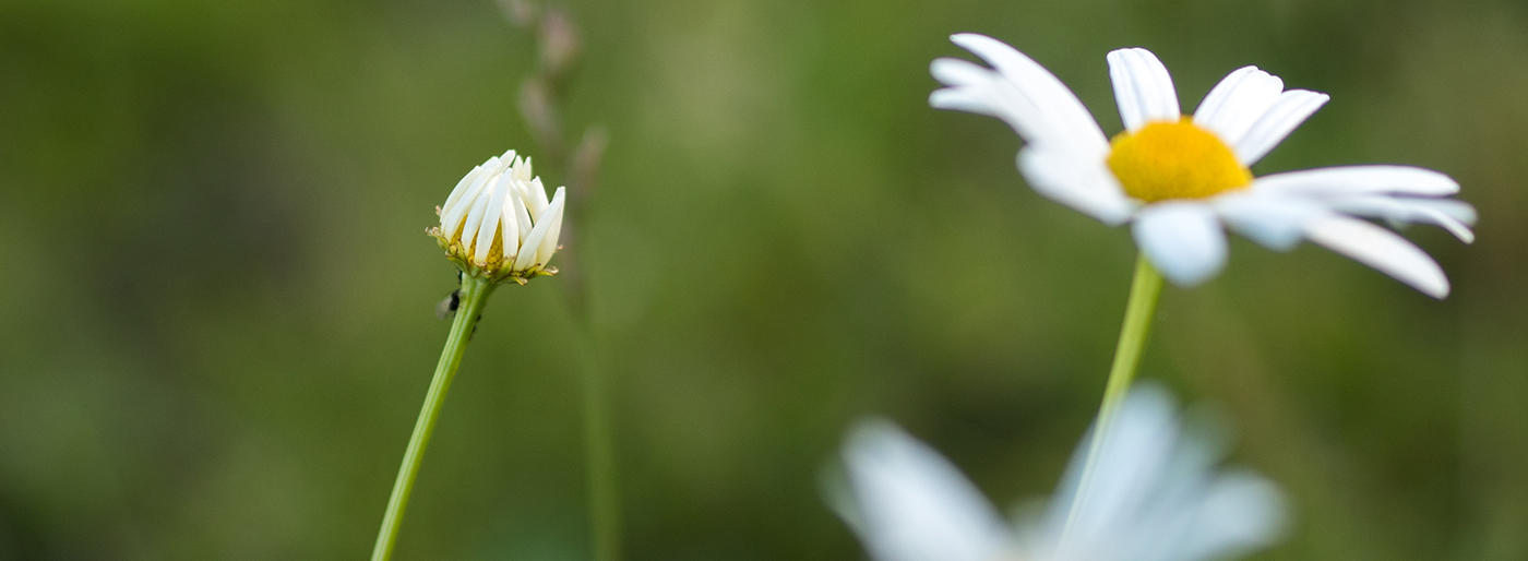 Andakt: Hva ville Jesus gjort? - KFUK-KFUM-speiderne